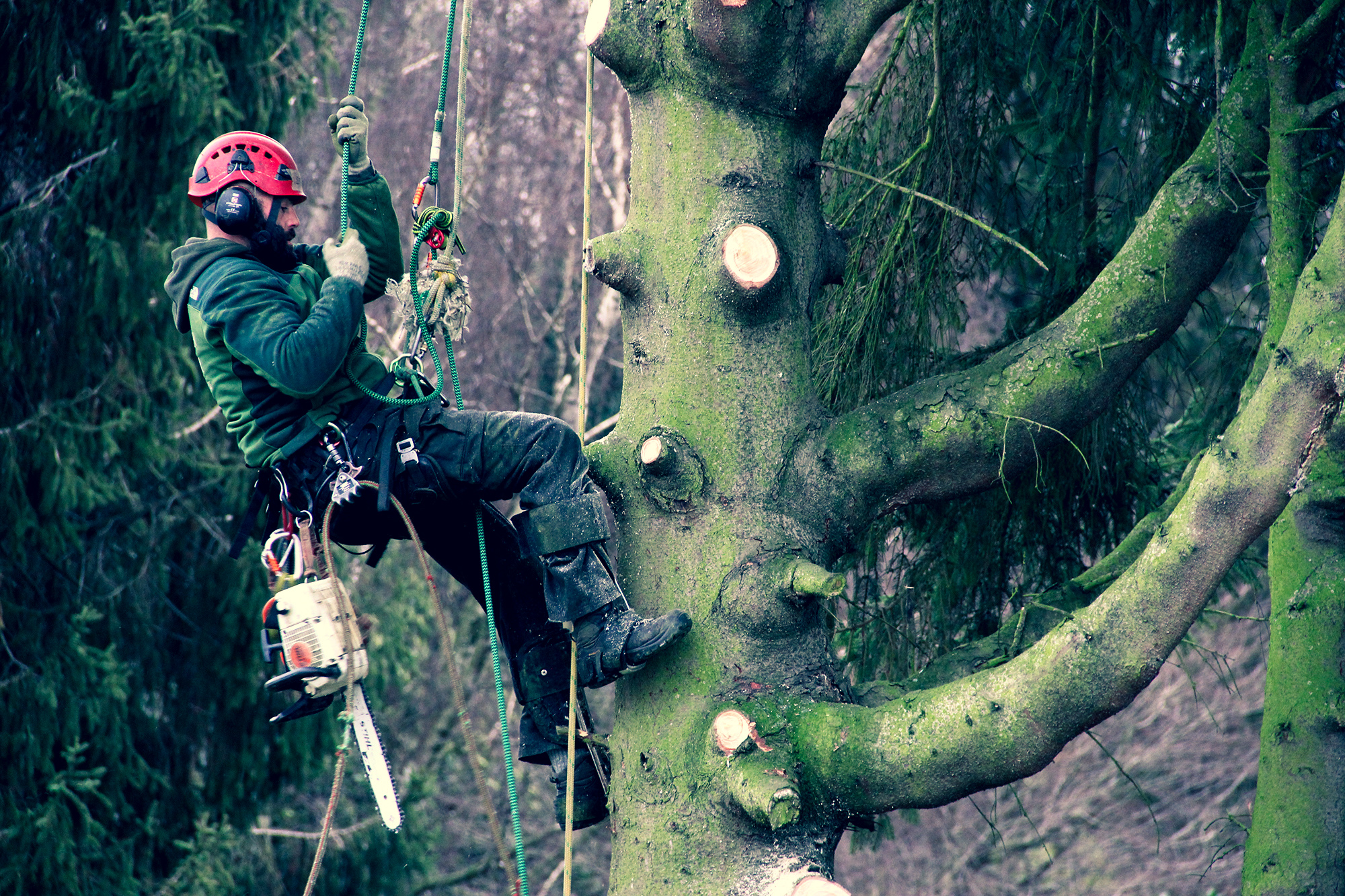 Bomen & tuinen Brasseur