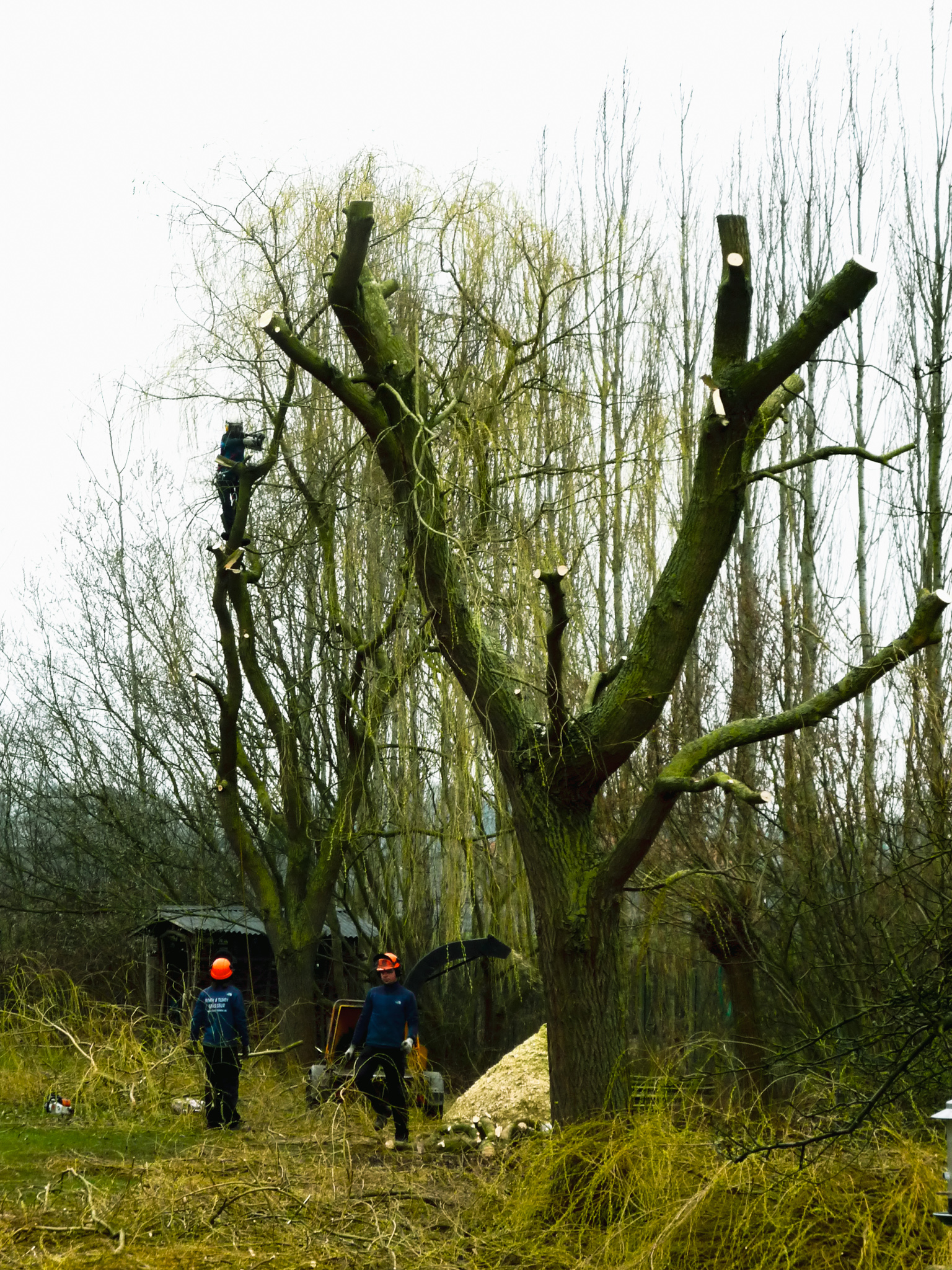 Bomen vellen | Bomen & Tuinen Brasseur